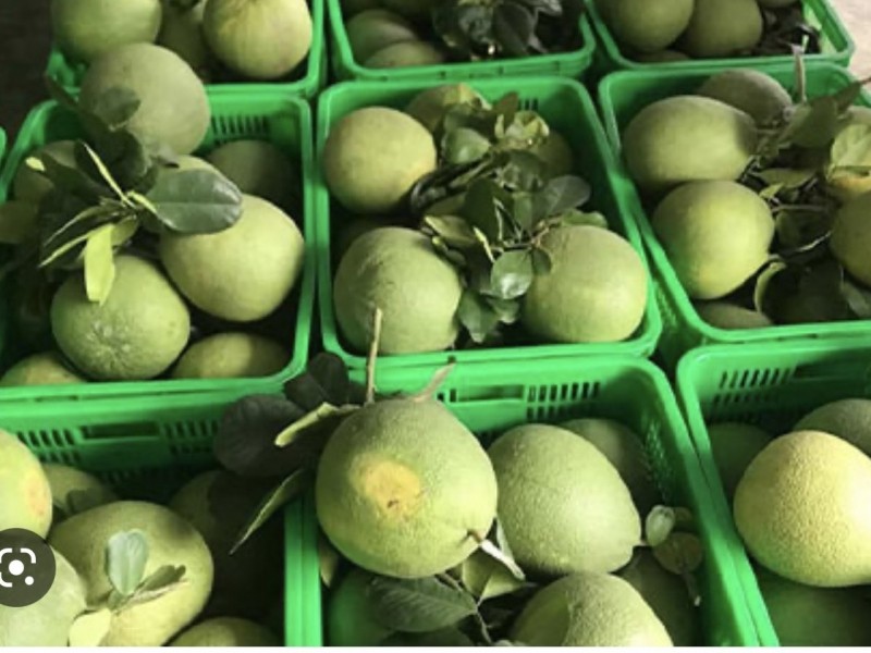 Bưởi da xanh Việt Nam * Hoa quả sạch nhập khẩu Ninh Bình
