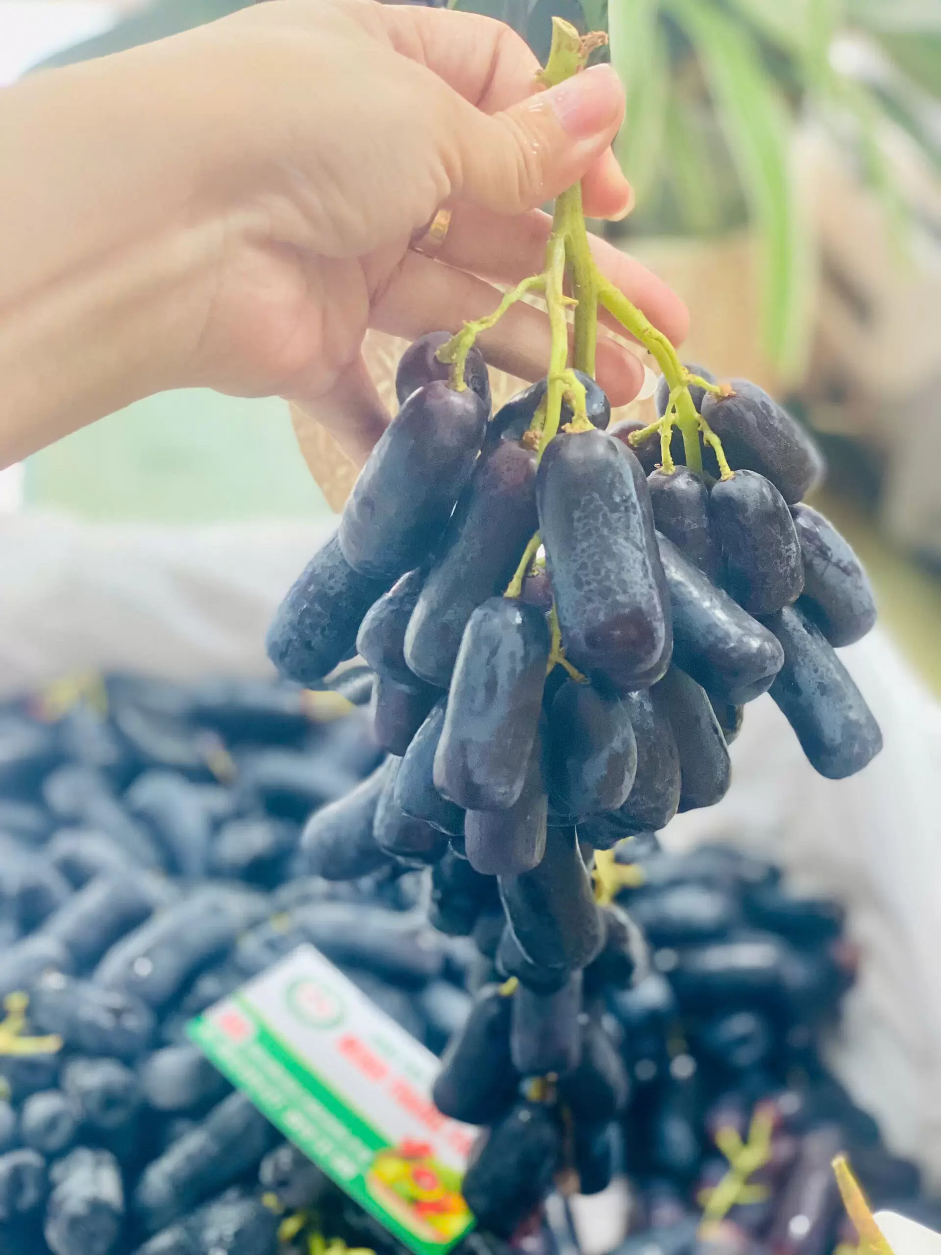 MỘT SIÊU PHẨM KHÁC ĐÃ CÓ TRÊN KỆ HÀNG NHÀ MINH TRANG - NHO NGÓN ÚC ...